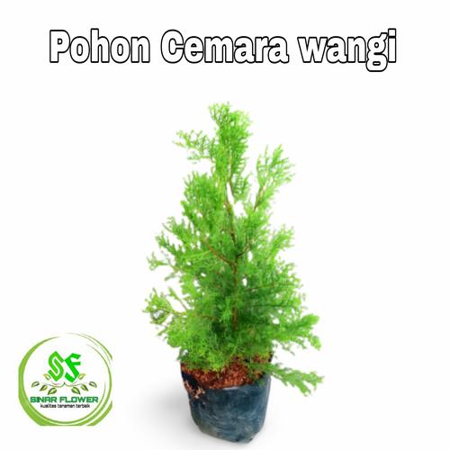 Promo pohon cemara wangi/pohon hias/tanaman cemara rentes - Jakarta ...