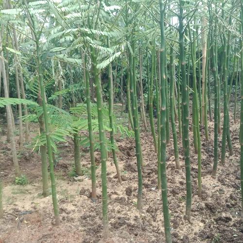 Jual pohon solobium parahyba 2 meter - solobium only gojek - Kab. Bogor ...