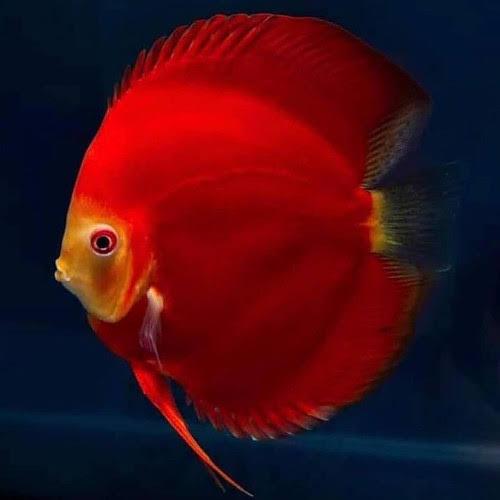 Jual Ikan Discus Sun Merah // 1 inch - 1 inch - Kota Depok ...