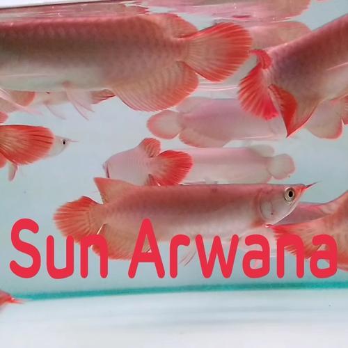 Jual Arwana Super Red Asli terbaik genetik Chili blood merah - Kab ...