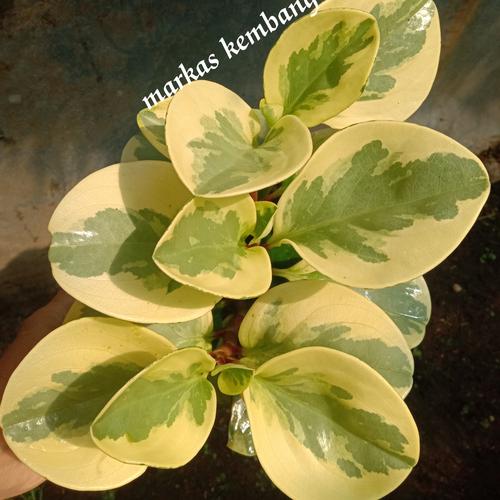 Jual tanaman hias teplan varigata ukuran besar - peperomia kuning - Kab ...