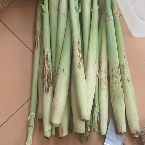 Jual Turubuk trubuk turubus trubus telur tiwu per batang - Kab ...