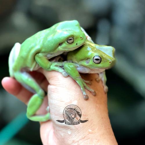 Jual Dumpy Tree Frog - Kodok Katak Pohon bukan pacman toad pixie budget ...