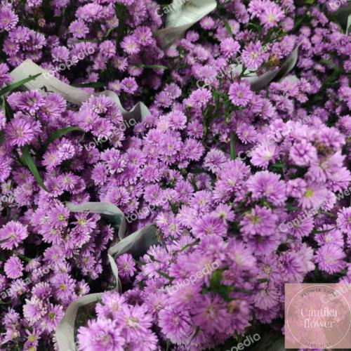 Jual bunga pikok ungu segar asli - Jakarta Barat - Cantika Flower ...