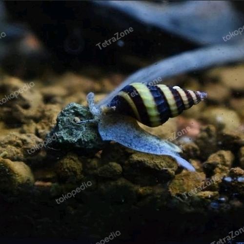 Jual KEONG HIAS AQUASCAPE / ASSASIN SNAIL PEMBASI HAMA - Kota Bekasi ...