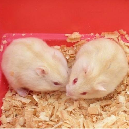 Jual hamster winter white,Tiger,Golden red eye,pearl red eye,blue ...