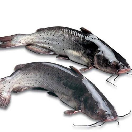 Jual IKAN LELE SEGAR 500 GRAM - Jakarta Utara - Dunia Sayur Online ...
