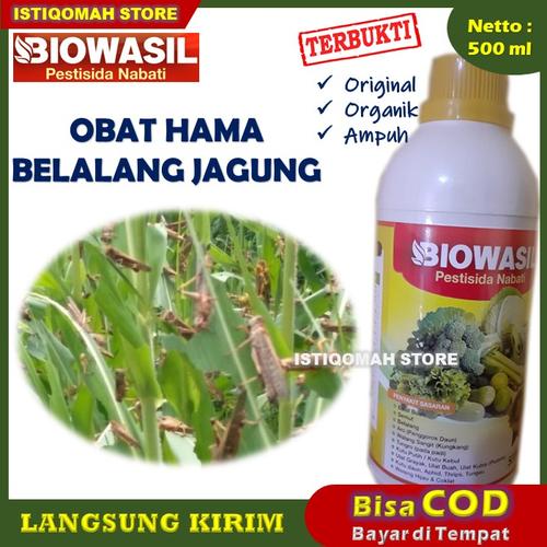 Jual BIOWASIL 500ml Obat Hama Pengendali Belalang pada Tanaman Jagung ...