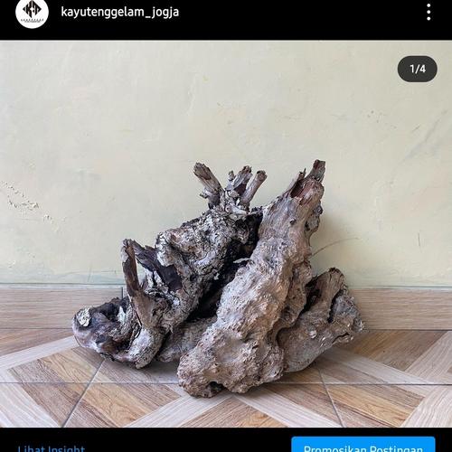 Jual kayu tenggelam kayu santigi sentigi aquascape chana discas - Kab ...