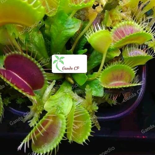 Jual Tanaman Karnivora Venus FlyTrap Venusflytrap Funnel aka trichterfalle - Kab. Bantul - Ganda ...