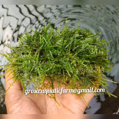 Jual pikok mos media pakis tanaman air aquascape hiasan aquarium - Kab ...