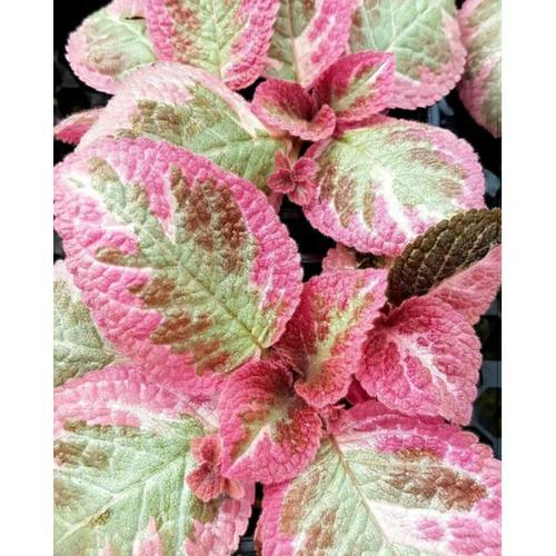 Jual Episcia Cleopatra - jims canadian - Kab. Lumajang - RussCraft ...