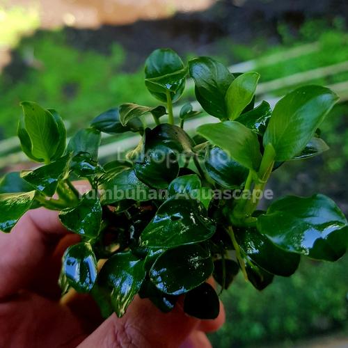 Jual Anubias Petite / Anubias Petit Clumb Tanaman Aquascape Low Co2 ...