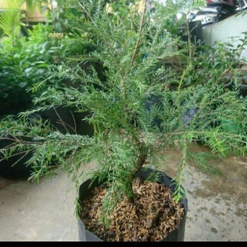 Jual Bibit Tanaman Ujung Atap/ Cucur atap Obat Herbal Dan Bahan Bonsai ...