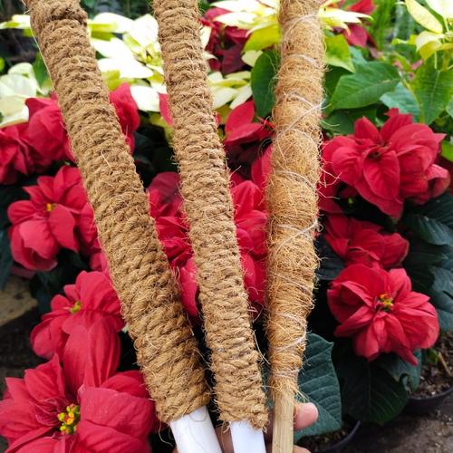 Jual turus 30 cm, turus murah, media merambat 40 cm, turus rambatan 50 ...