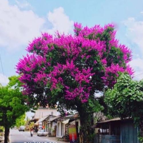 Jual Pohon bunga bungur peneduh tinggi 150cm - Kota Depok ...