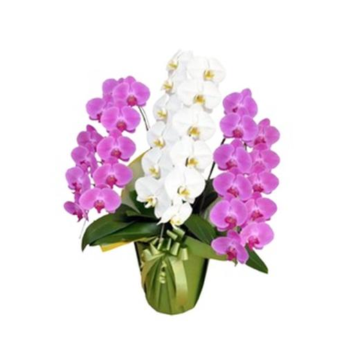 Jual [Flower Bouquet / Hampers Anggrek] Buket Bunga Anggrek Bulan 3 ...