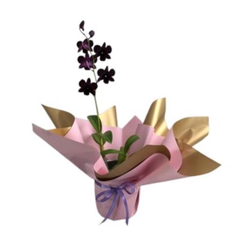 Jual [Flower Bouquet/Hampers Anggrek] Buket Bunga Anggrek Dendro 1 ...