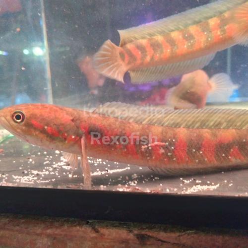Jual channa asiatica rs pure / channa asiatica red strip - Jakarta ... Jual channa asiatica rs pure / channa asiatica red strip - Jakarta ...