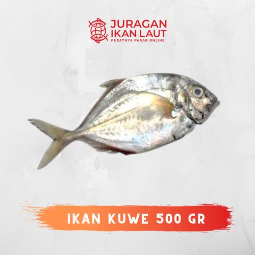 Jual Ikan Kuwe / Kwe Segar Berkualitas - 500 Gram - Jakarta Selatan ...