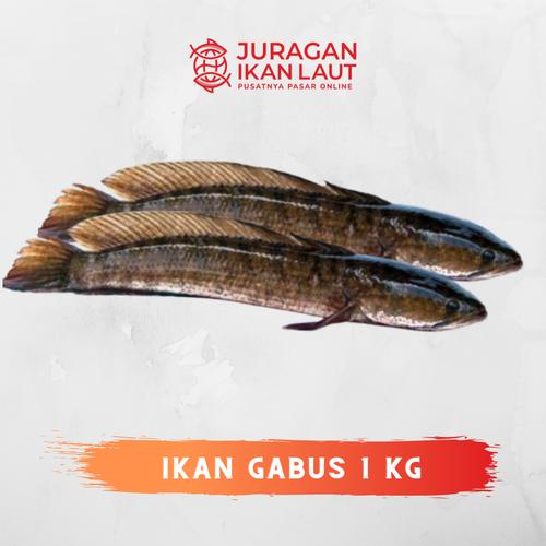 Jual Ikan Gabus Segar - 1 Kilogram JABODETABEK - Jakarta Selatan ...