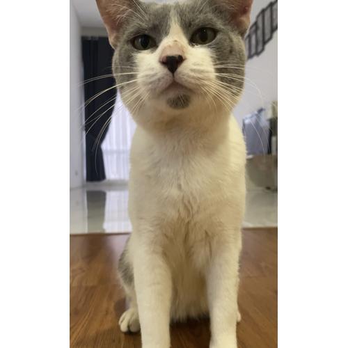 Jual Kucing BSH British Shorthair blue bicolor - Kota Tangerang Selatan ...