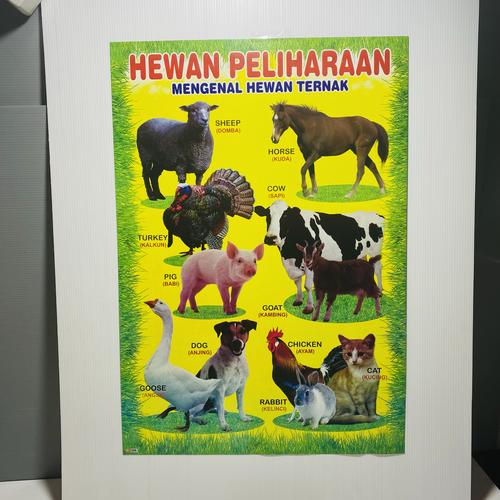Jual POSTER EDUKASI ANAK MENGENAL HEWAN PELIHARAAN ATAU HEWAN TERNAK ...
