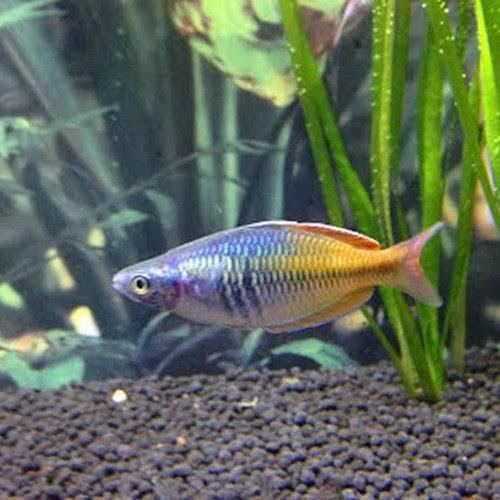 Jual ikan rainbow boesemani aquascape - Kota Tangerang Selatan - Giant ...