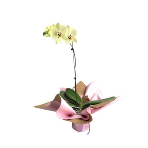 Jual [Flower Bouquet/Hampers Anggrek] Buket Bunga Anggrek Bulan 2 ...