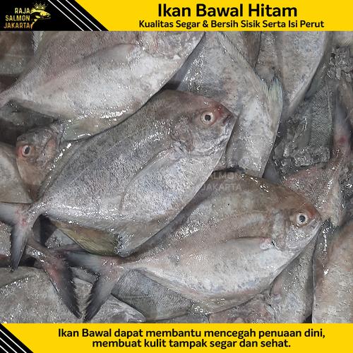 Jual Ikan Bawal Hitam Segar/Bawal Segar 1kg 3-5 Ekor/Ikan Laut Segar ...