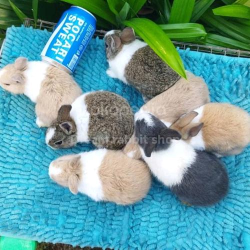 Jual kelinci hias mini dutch mini dut sepasang - Jakarta Timur - Dream ...