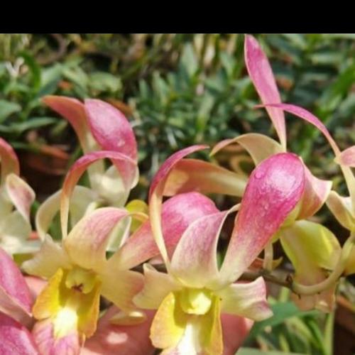Jual anggrek dendrobium remaja palolo Cesar Java candy perumpun - Kota Bogor - refinaflora ...