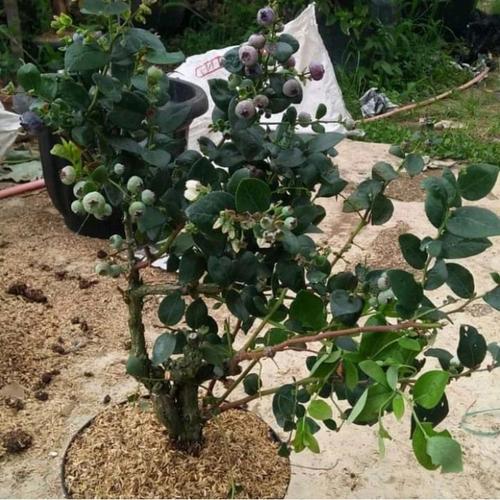 Jual bibit tanaman buah blueberry / blueberry jamfruit cepat berbuah ...