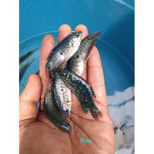 Jual Sepat BIRU - Ikan Hias Aquarium Aquascape - S - Kota Depok ...