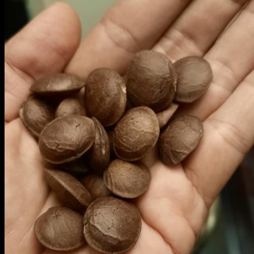 Jual BIJI BENIH SACHA INCHI UNGGUL 100 BUTIR - Kab. Pati - BIBIT DAN ...