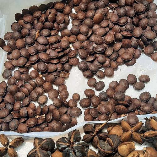 Jual BIJI BENIH SACHA INCHI UNGGUL 1 KG (isi sekitar 800 - 1100 butir ...