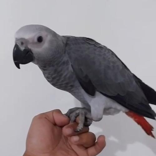 Jual Burung African Grey Jinak - Kota Bekasi - Laskar Parrot | Tokopedia