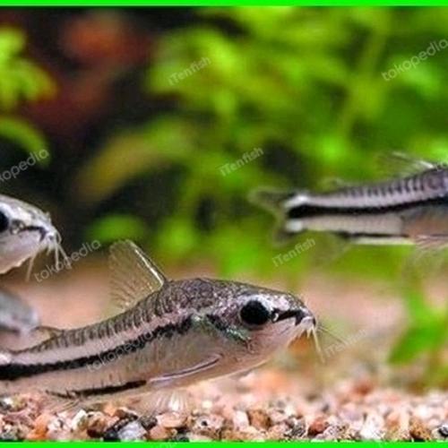 Jual ikan corydoras pygmy - ikan catfish pygmy cory catfish - Kab ...