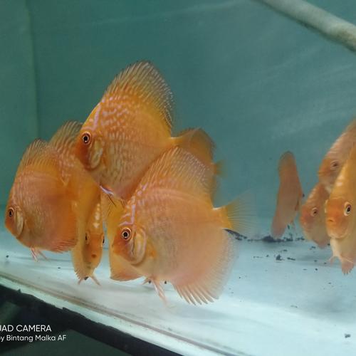 Jual Discus Pigeon 2 inch - Kab. Bogor - B-Discus | Tokopedia