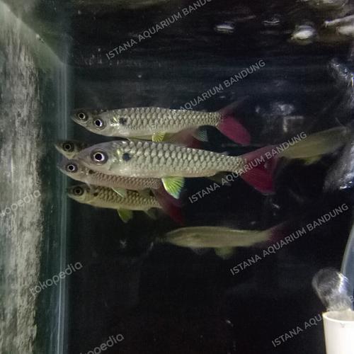 Jual ikan tankmate pink tail - Kota Bandung - ISTANA AQUARIUM BANDUNG ...