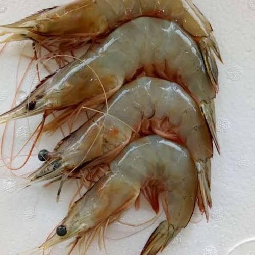 Jual Udang Jerbung Besar Jumbo Fresh - 1kg - Jakarta Barat - UD BAHARI ...