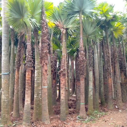 Jual pohon palm Sadeng /palm kipas(tinggi 2 meter batang) - Kab. Bogor ...