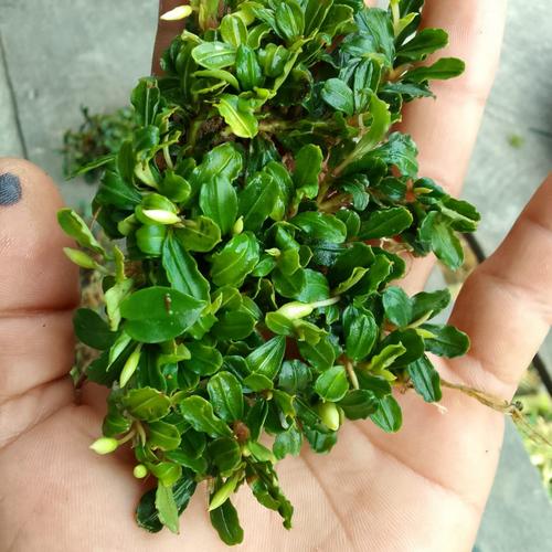 Jual bucephalandra mini phantom clump stengah nampan 21x16 - Kab ...
