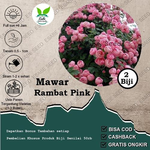 Jual Benih Biji Mawar Rambat Pink Climbing Rose IMPORT - Kab. Indramayu ...