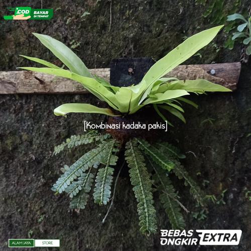Jual Tanaman hias kombinasi kadaka mini dan pakis ekor naga mini - Kota ...