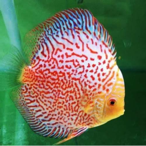 Jual Ikan DisCus Pigeon // kan Hias Aquascape - 1 inch - Kota Depok ...