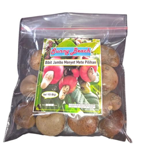 Jual Bibit Jambu Monyet Mete Pilihan|Benih Jambu Mede|Bibit Jambu Mete ...