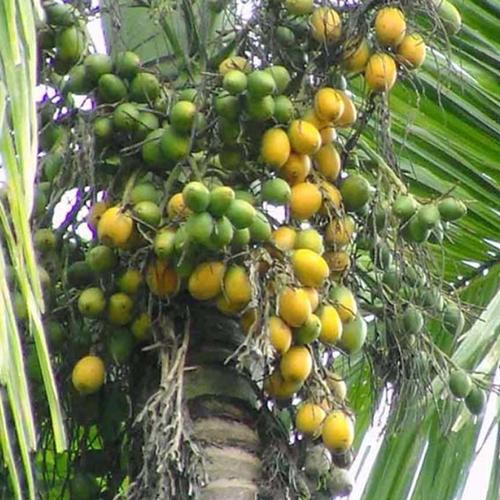 Jual Pohon pinang 1meter - Kota Depok - kenzo taman hias | Tokopedia