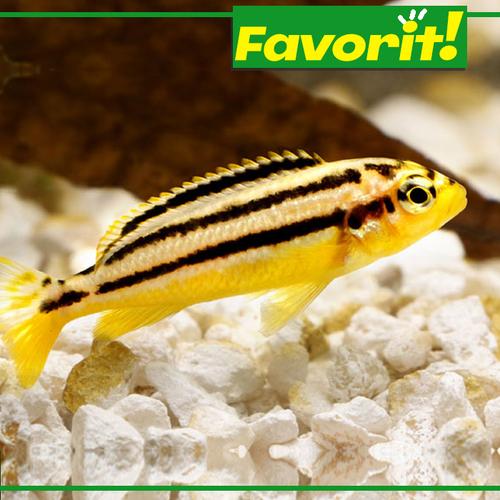 Jual Ikan Hias Cichlid Auratus / Golden Mbuna Hiasan Aquarium Aquascape - Jakarta Barat ...