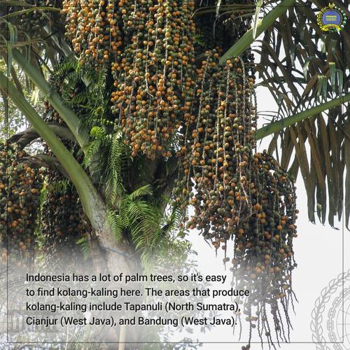 Jual Bibit Tanaman Aren (Dalam) Unggul Siap Tanam - Kab. Purworejo ...